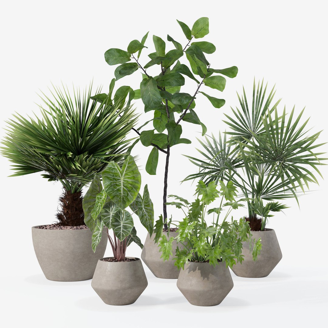 3D Plants Collection 126 Model - TurboSquid 1958922