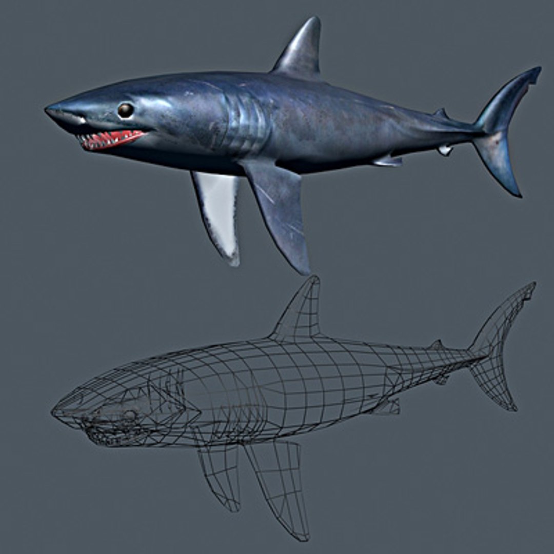 Sharks Blue Cat 3d Model