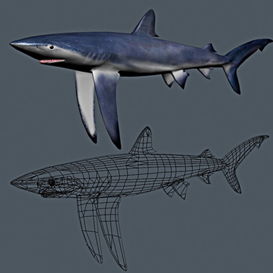 Sharks Blue Cat 3d Model