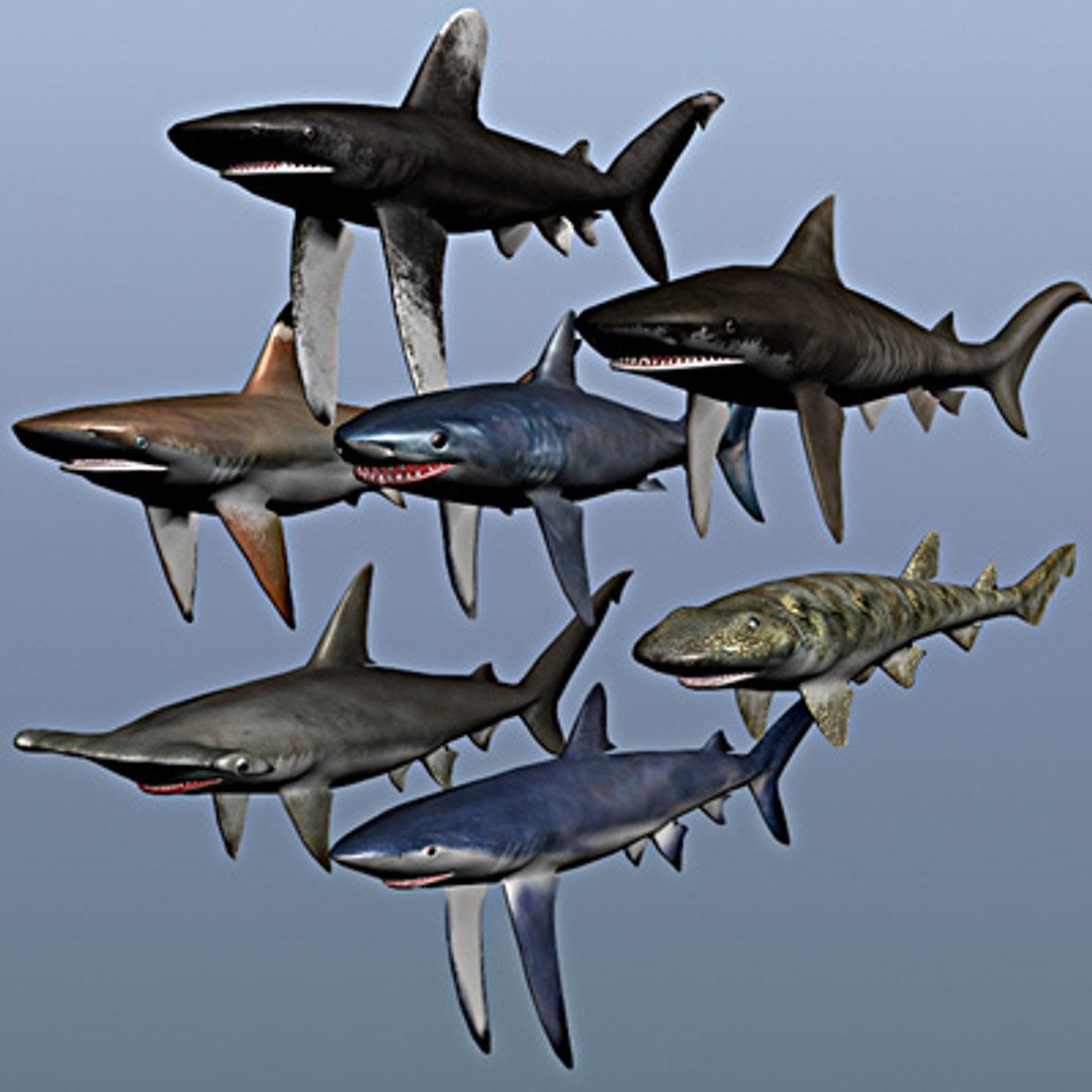 Sharks Blue Cat 3d Model