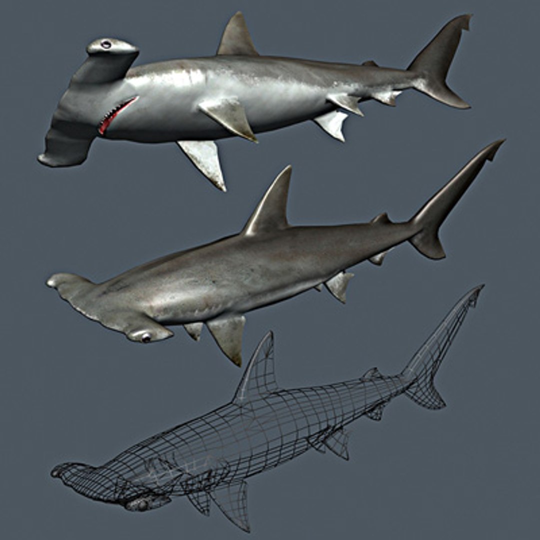 Sharks Blue Cat 3d Model