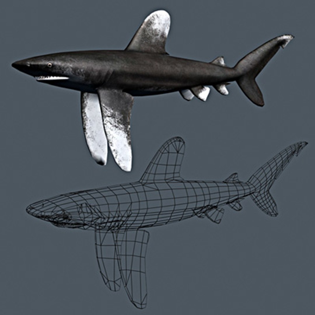 Sharks Blue Cat 3d Model