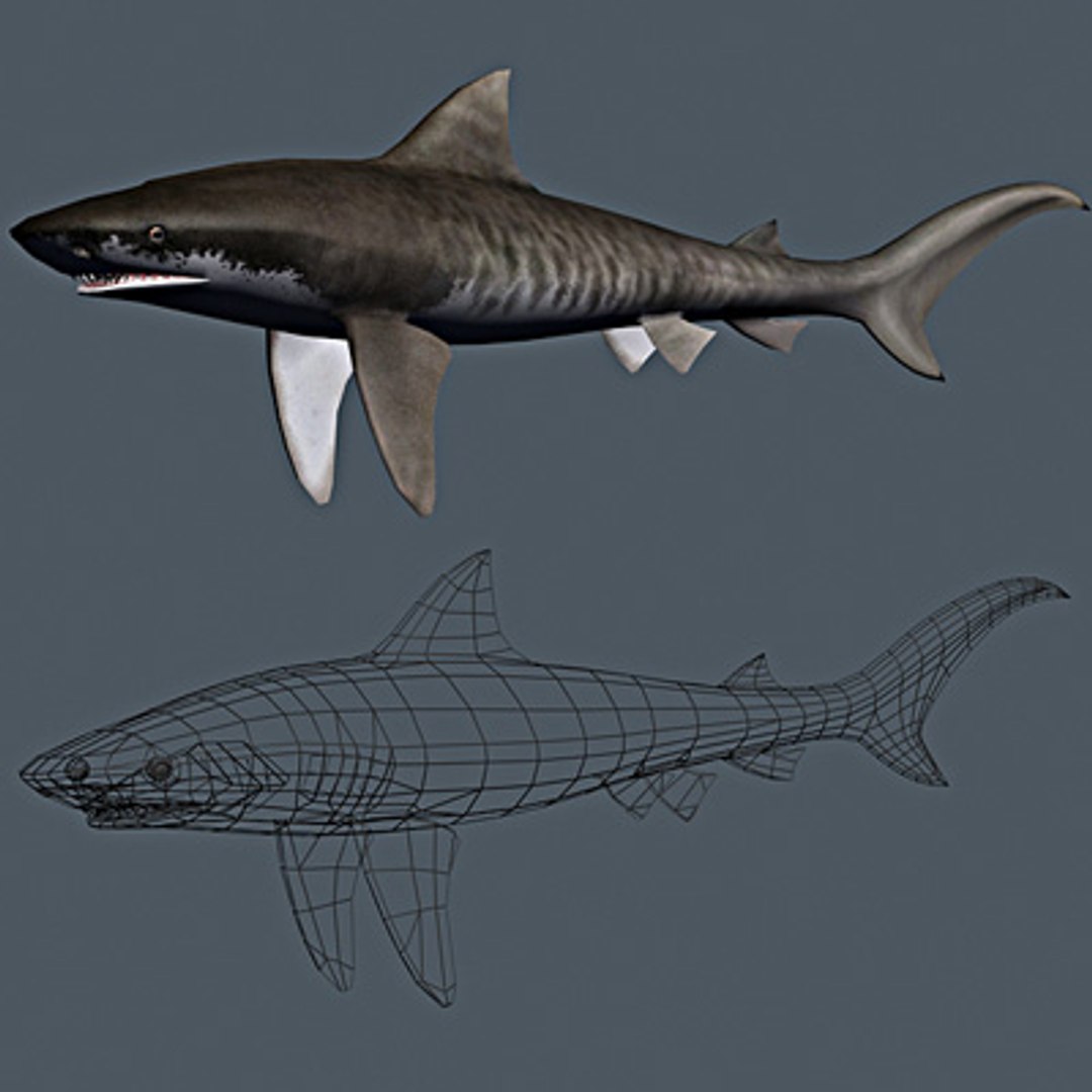 Sharks Blue Cat 3d Model