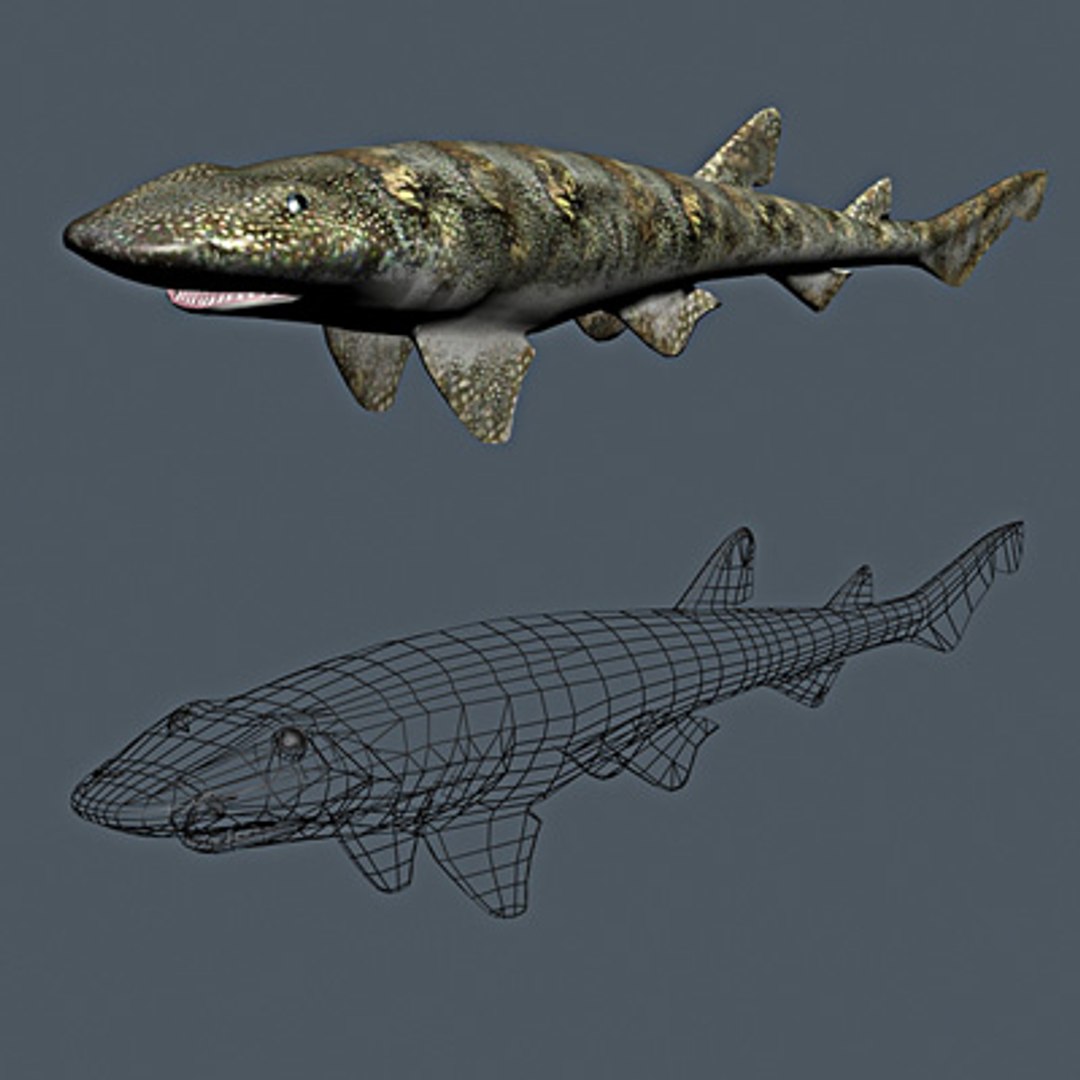 Sharks Blue Cat 3d Model