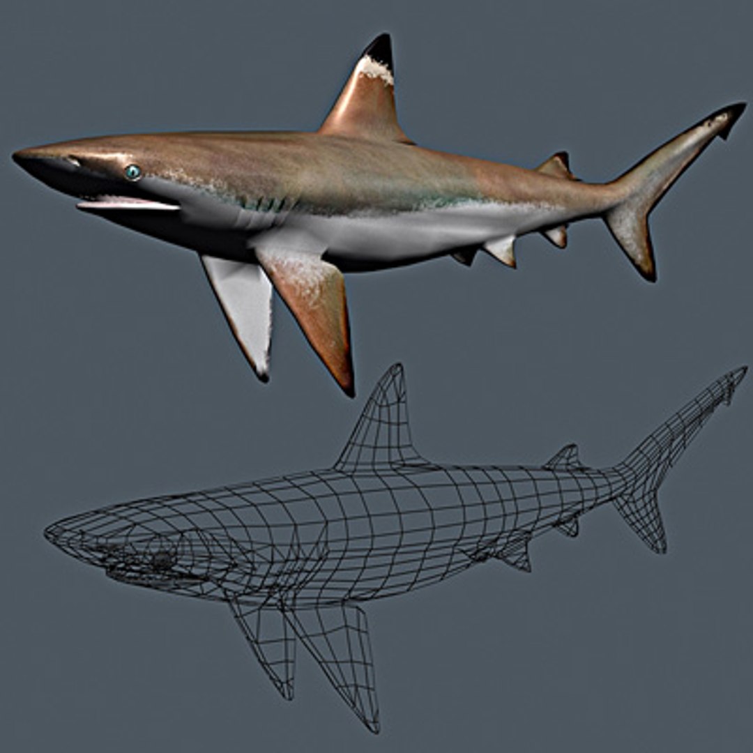 Sharks Blue Cat 3d Model