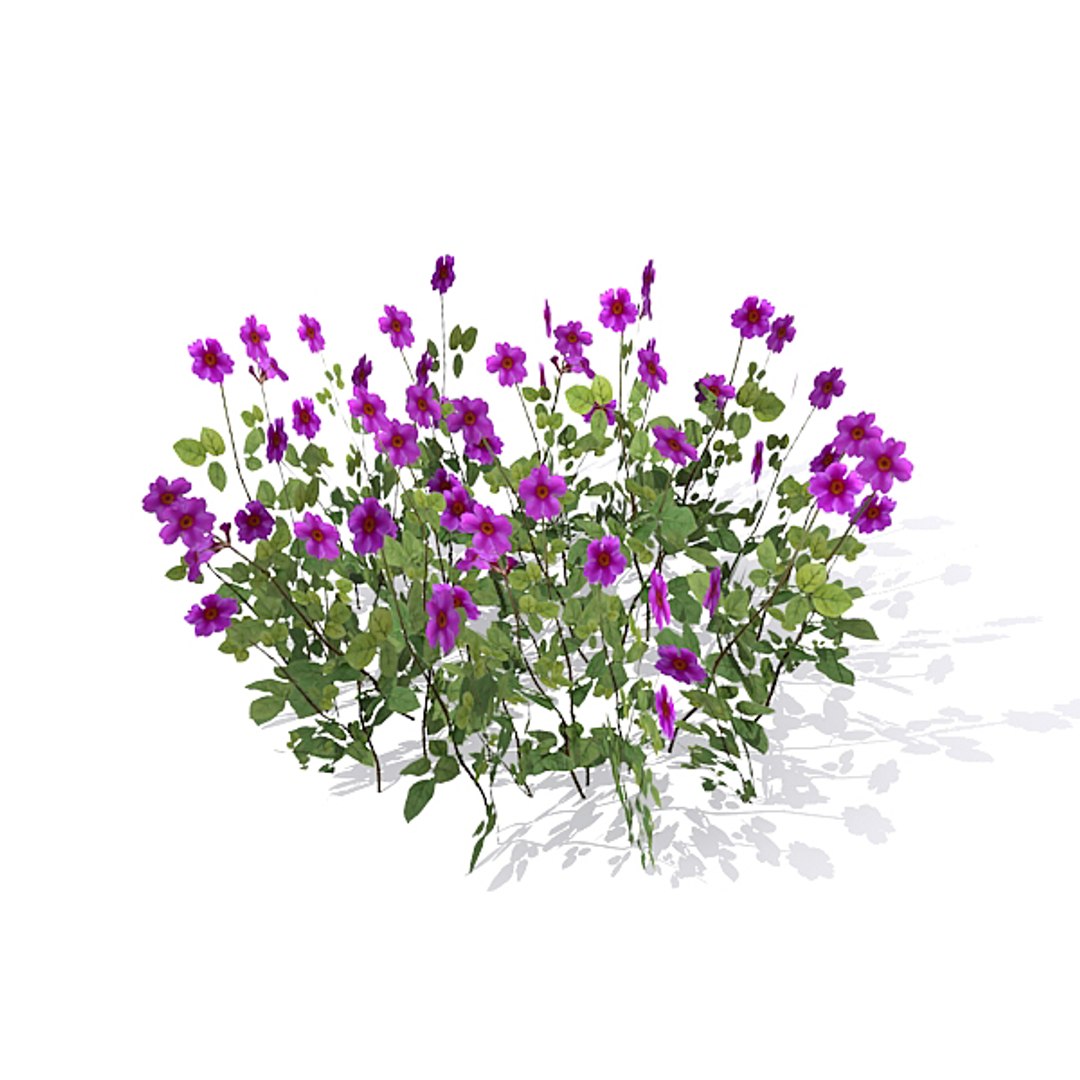 3d Cowslip Flower Bush Model