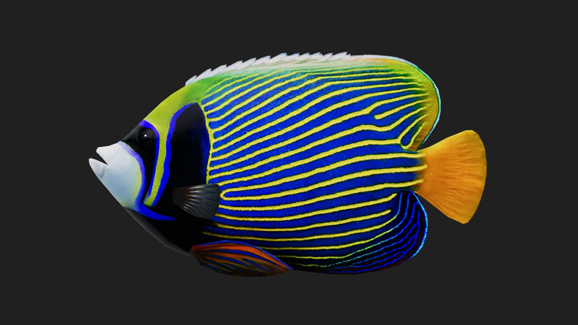 Butterflyfish 3D Model - TurboSquid 2122893