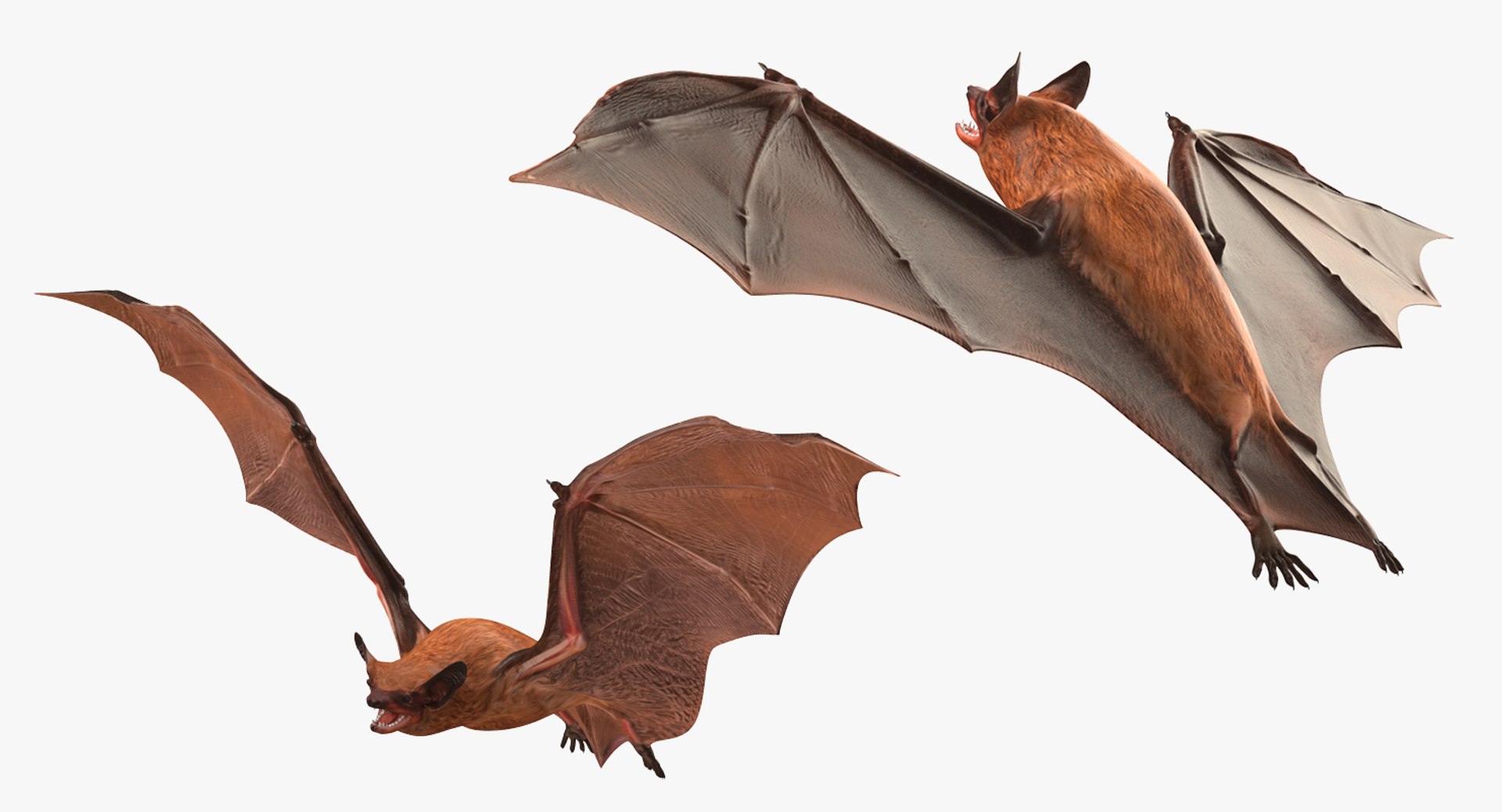 Bat Rigged 3d Model