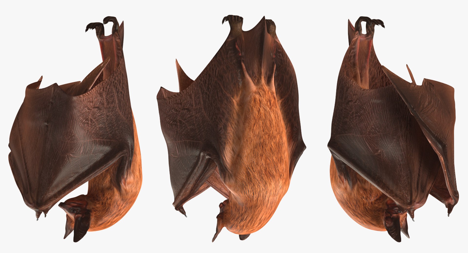 Bat Rigged 3d Model