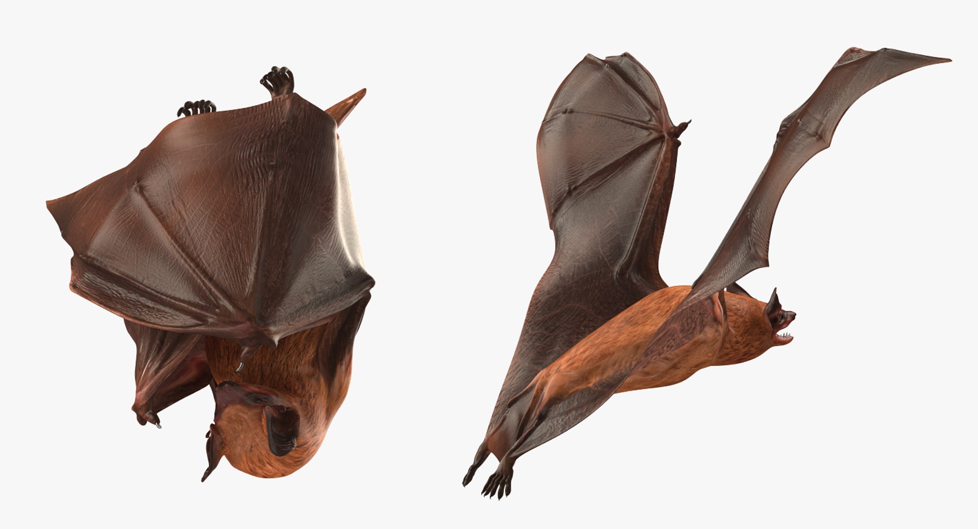Bat Rigged 3d Model