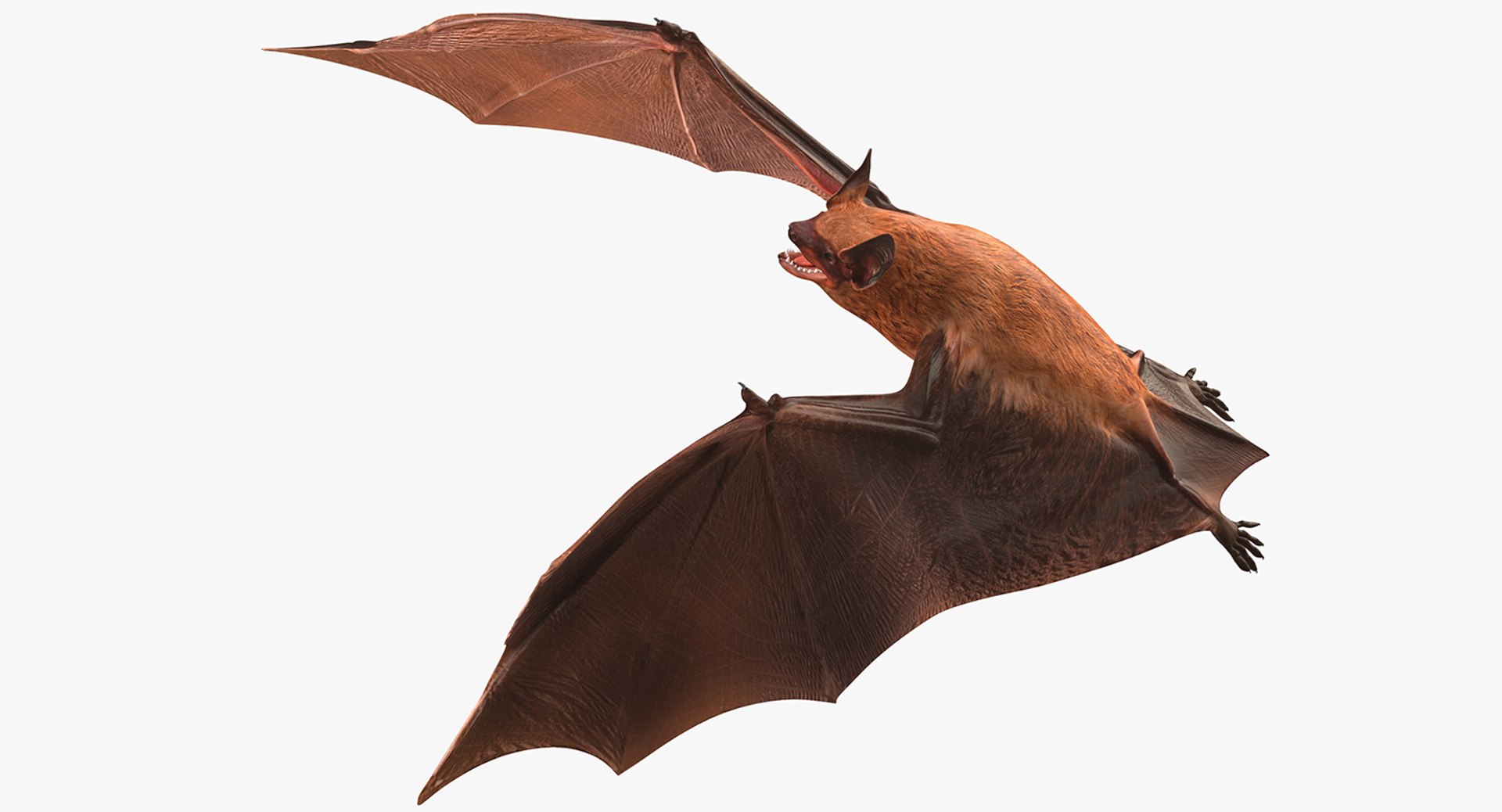 bat rigged 3d model