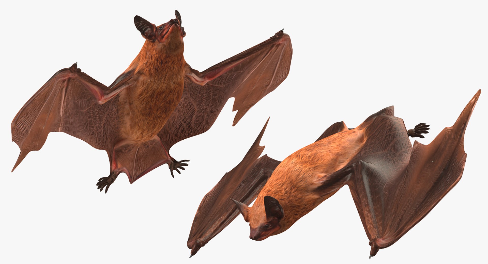 Bat Rigged 3d Model