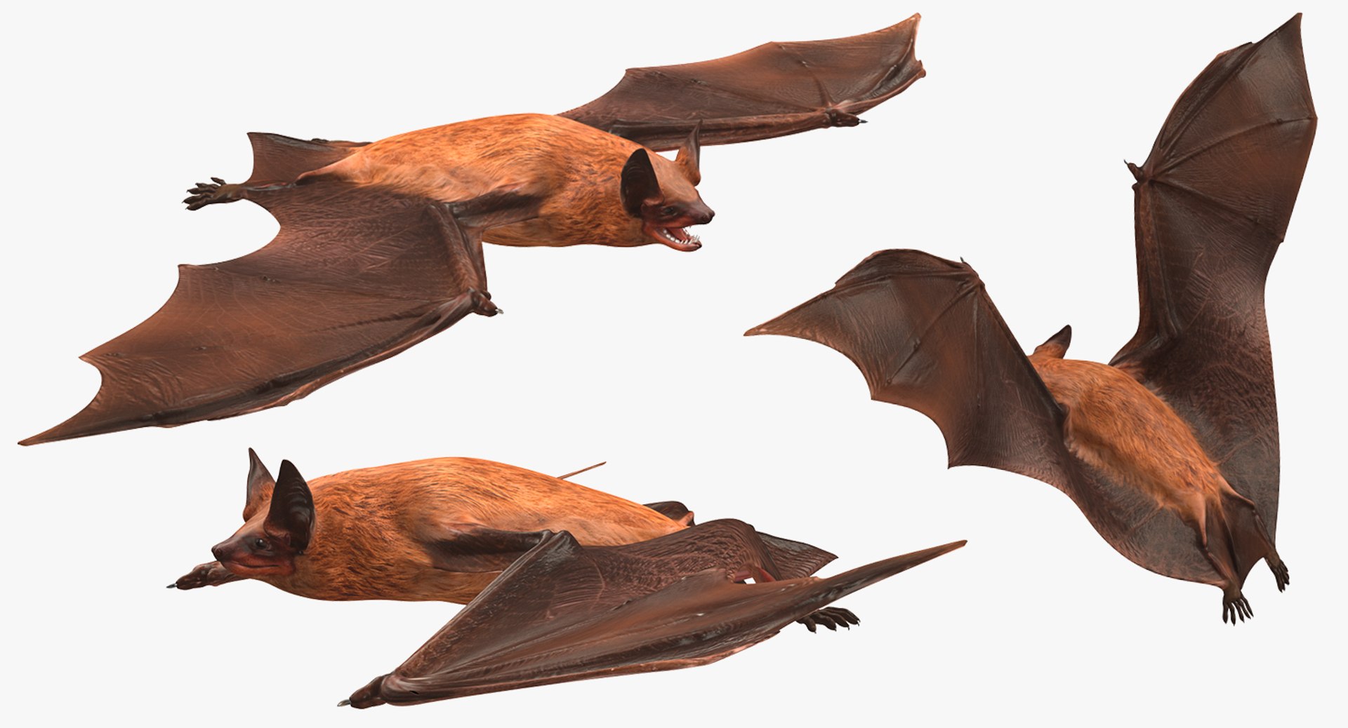 Bat Rigged 3d Model