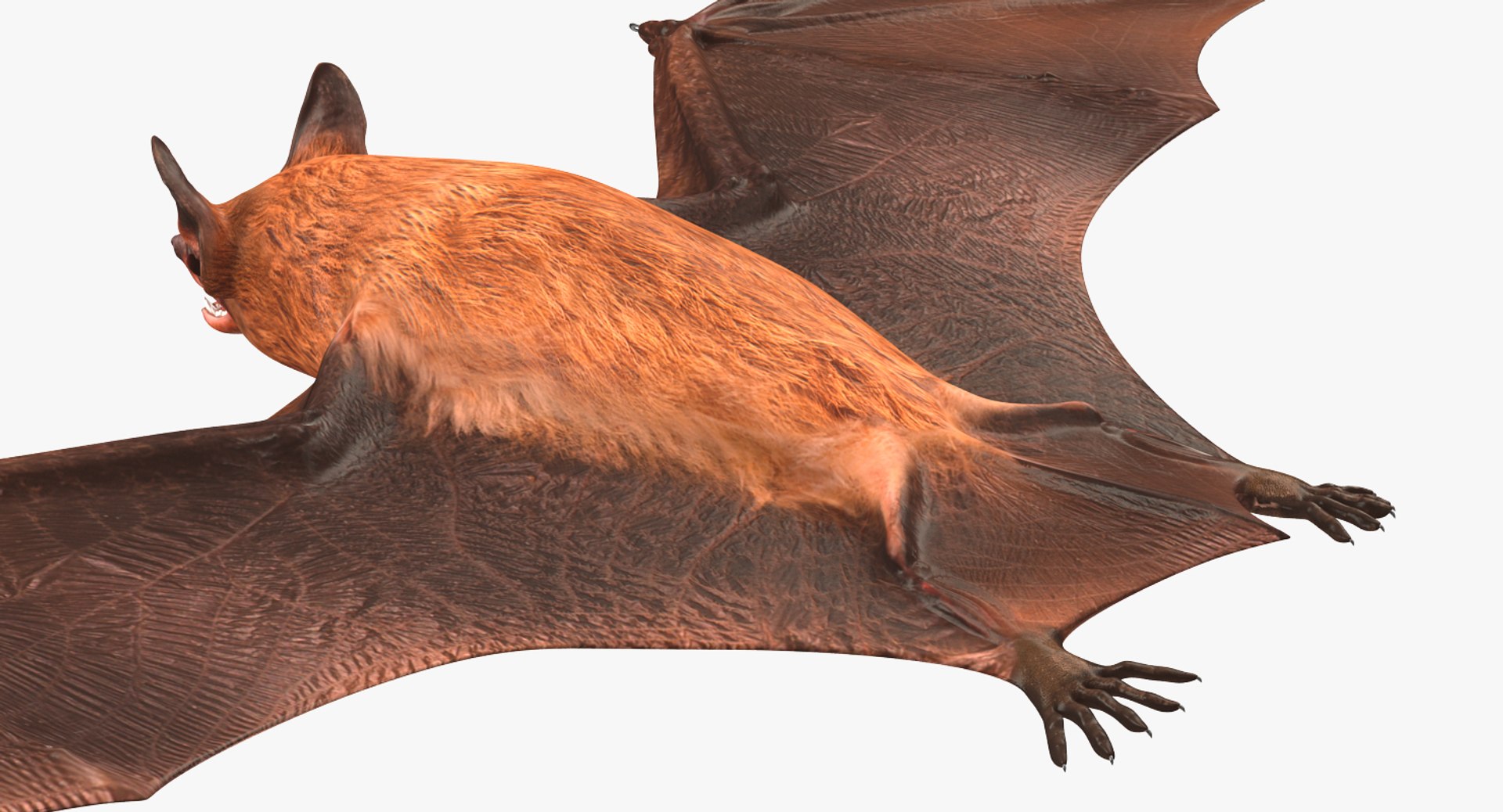 Bat Rigged 3d Model