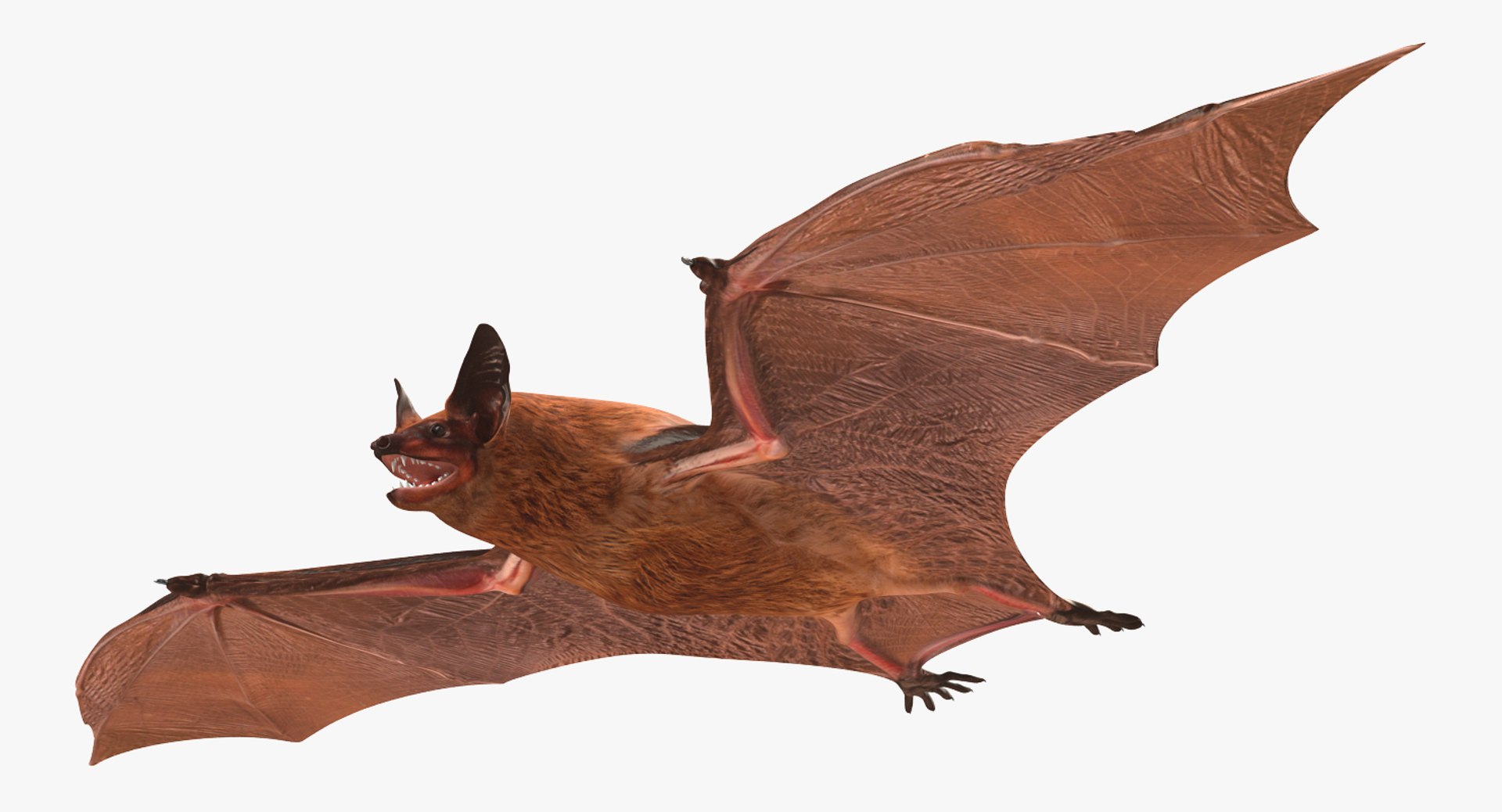 Bat Rigged 3d Model