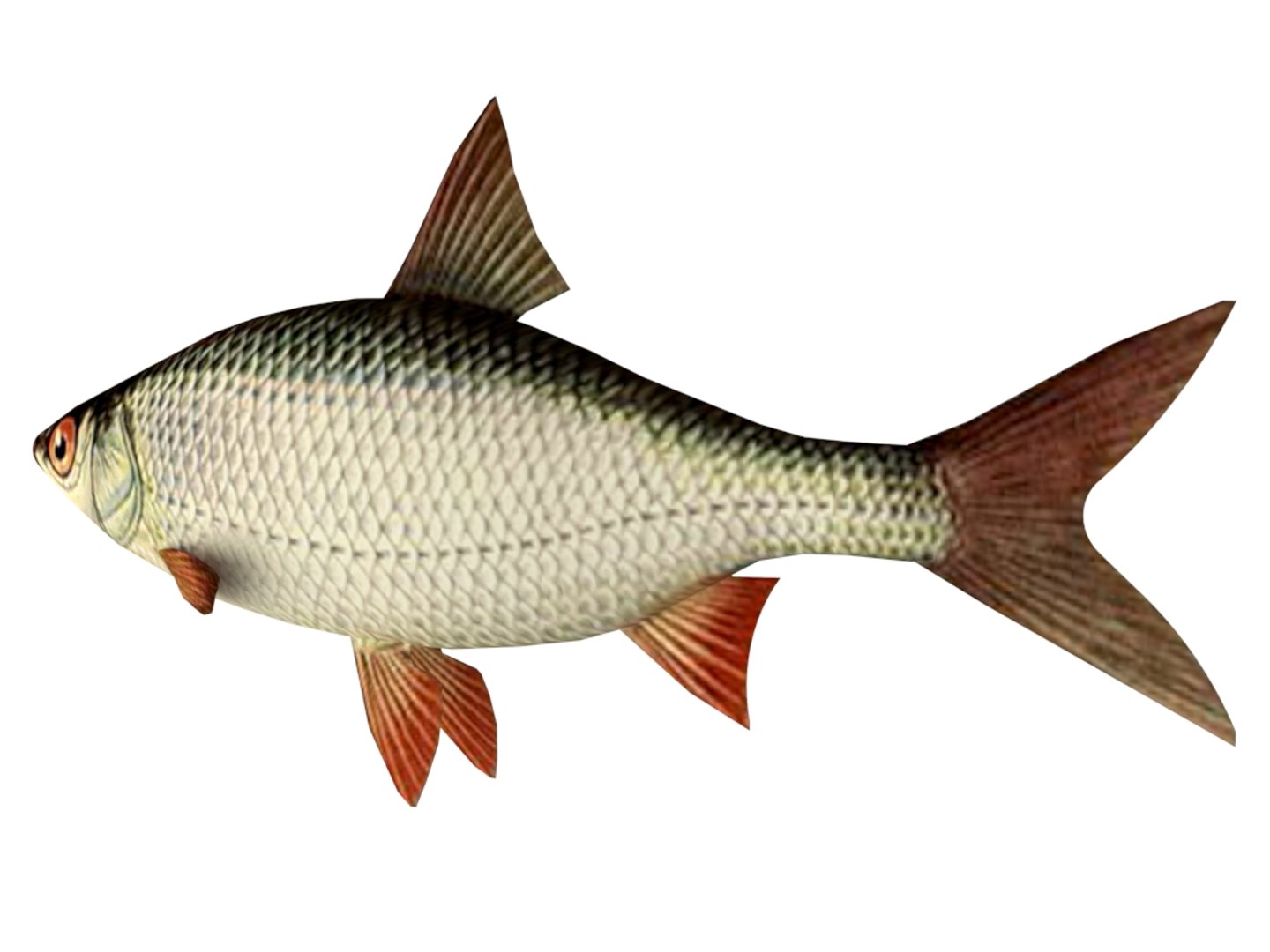 Fish Roach 3D Model - TurboSquid 1388267