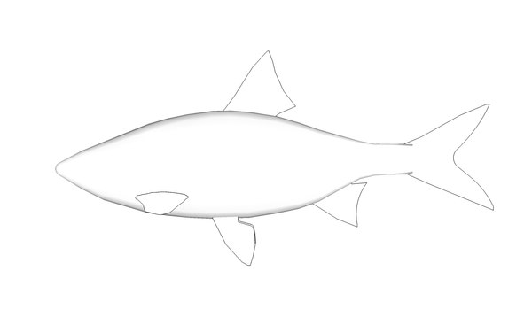 Fish roach 3D model - TurboSquid 1388267