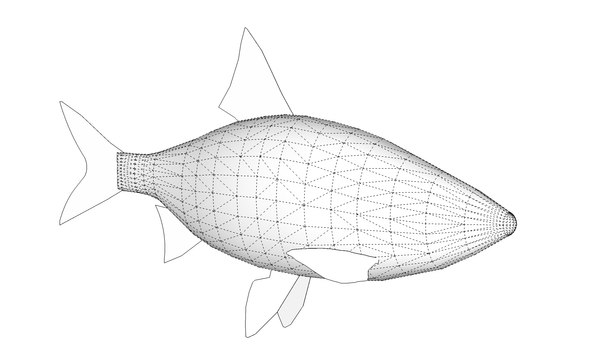 Fish roach 3D model - TurboSquid 1388267