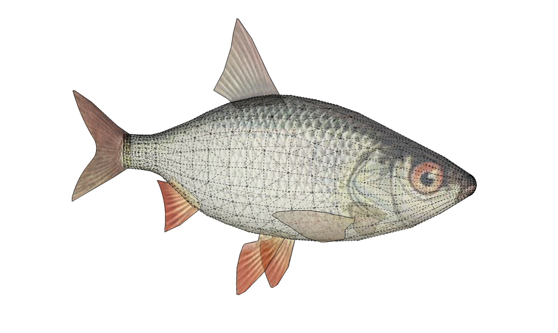 Fish Roach 3D Model - TurboSquid 1388267
