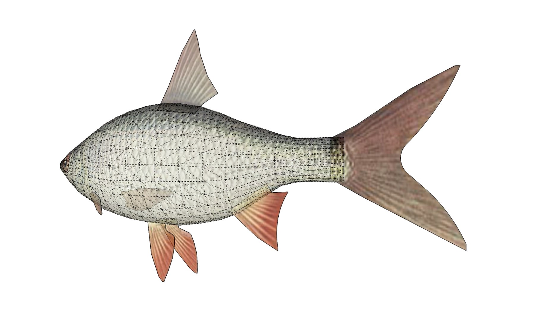Fish Roach 3D Model - TurboSquid 1388267