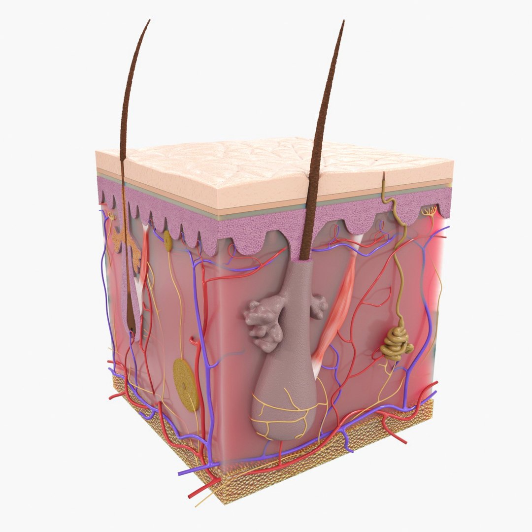 3D Human Skin Structure - TurboSquid 1222133