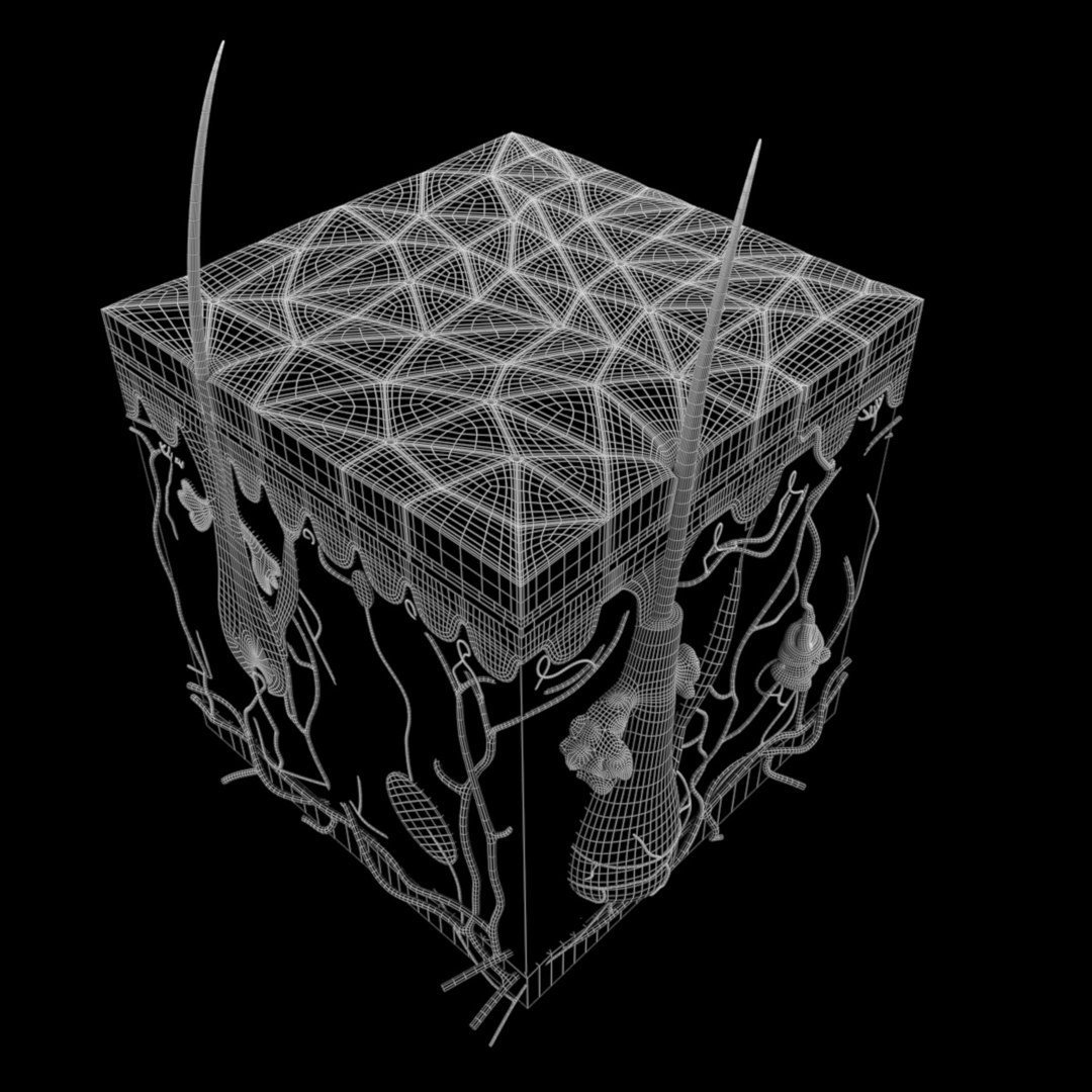 3D Human Skin Structure - TurboSquid 1222133