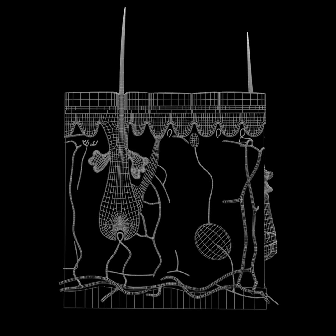 3D Human Skin Structure - TurboSquid 1222133