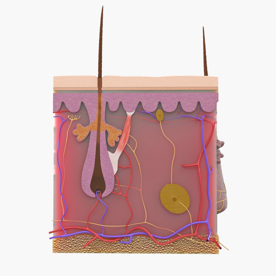 3D Human Skin Structure - TurboSquid 1222133