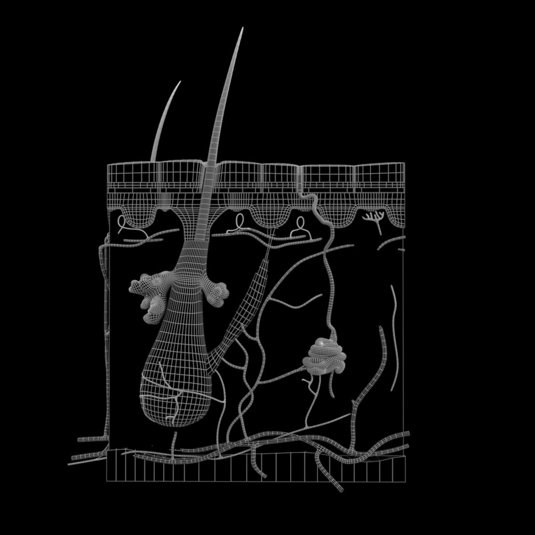 3D Human Skin Structure - TurboSquid 1222133