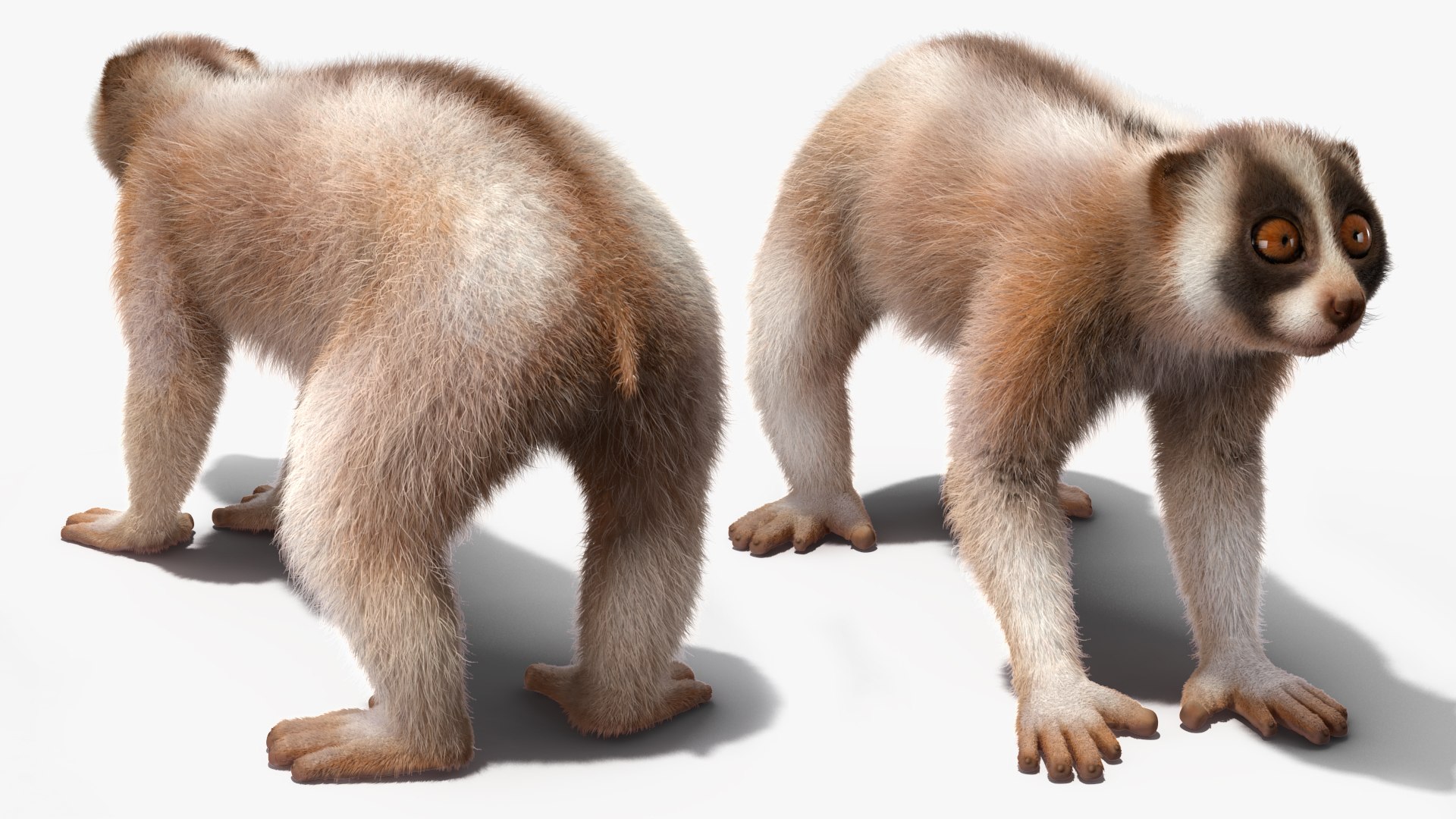 Lemur Bengal Slow Loris Fur 3D Model - TurboSquid 2140488