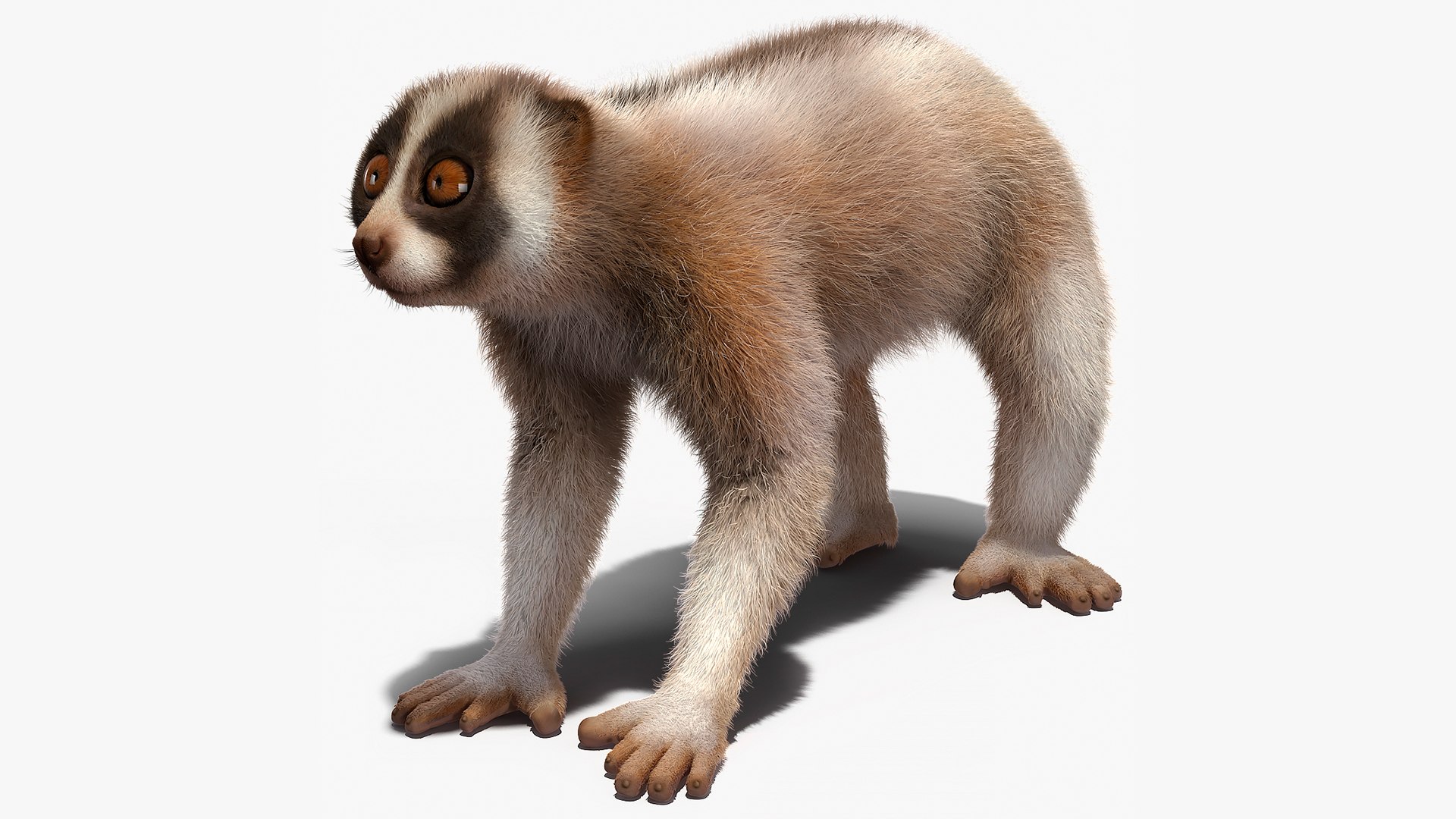 Lemur Bengal Slow Loris Fur 3D Model - TurboSquid 2140488