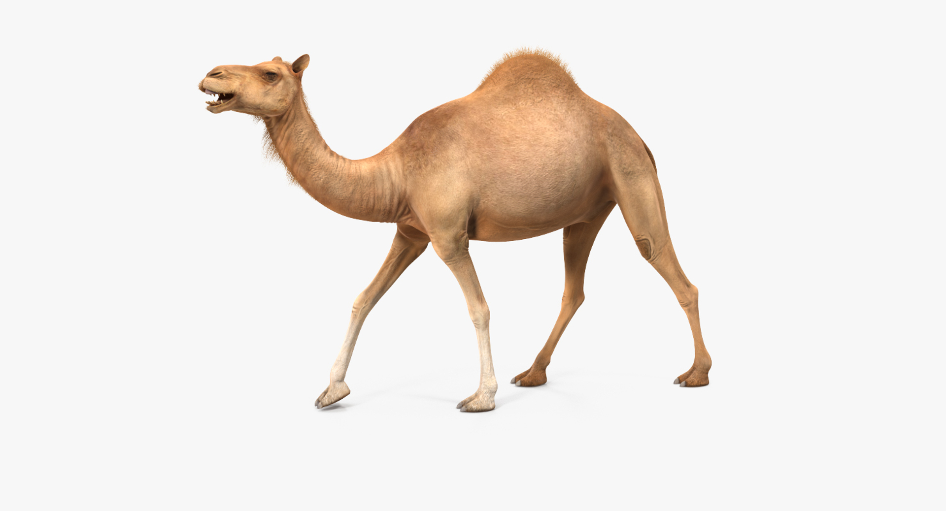 Camel Walking Pose Max