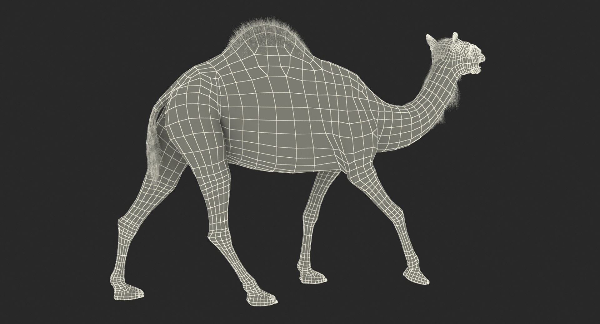 Camel Walking Pose Max