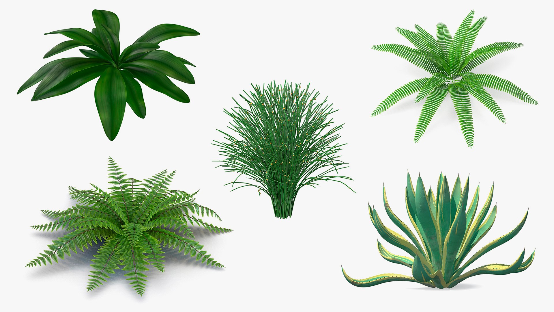 3D Model Plants Collection 3 - TurboSquid 2248772