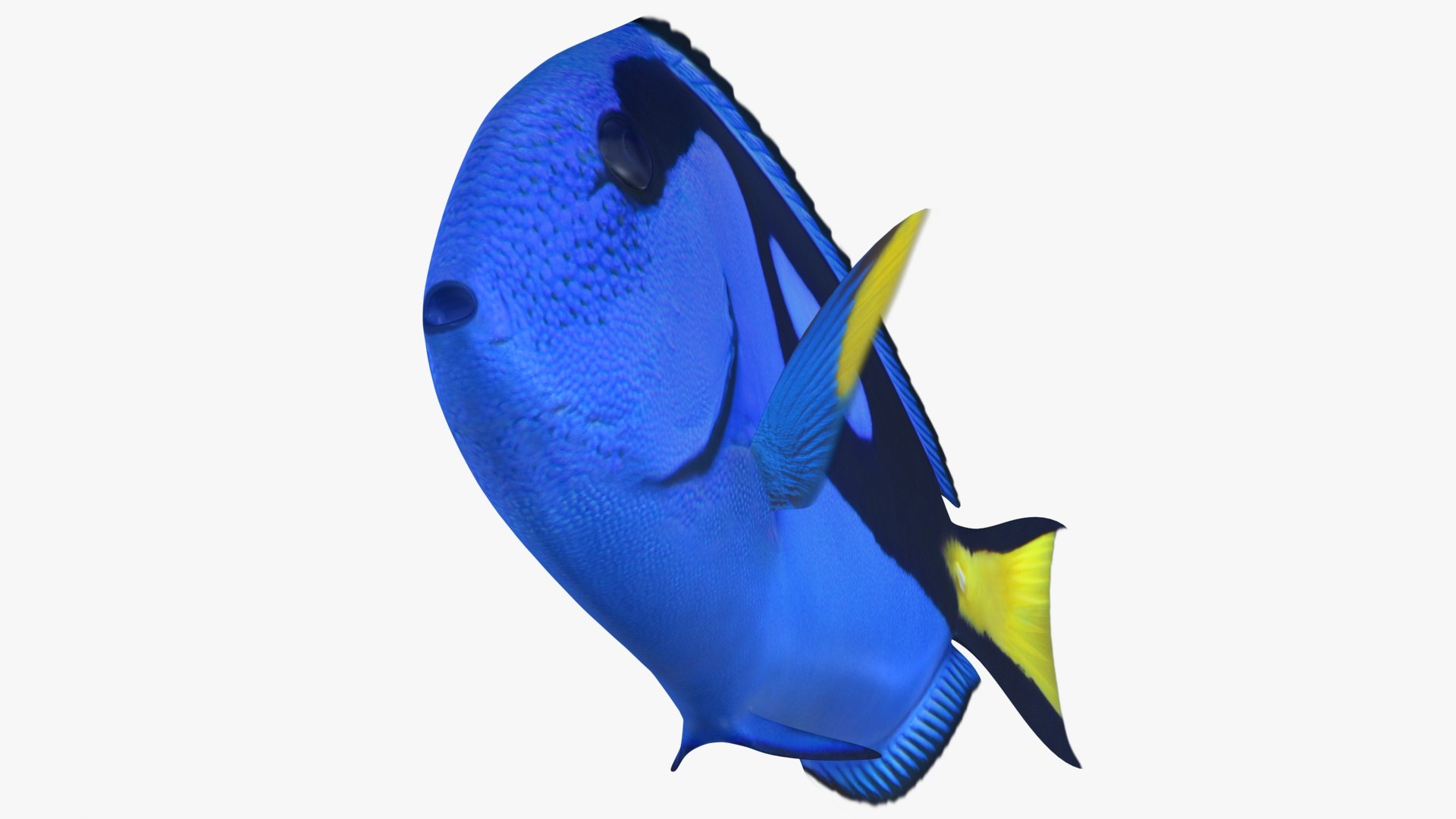 Blue Tang Animation 3D - TurboSquid 1503702