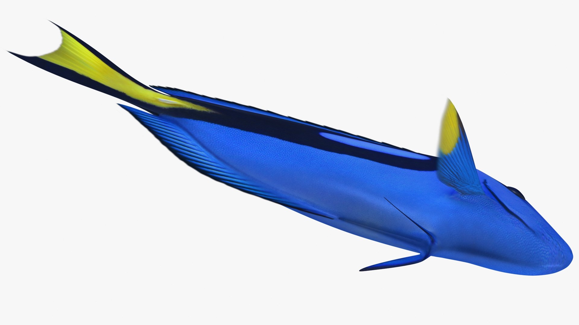 Blue Tang Animation 3D - TurboSquid 1503702