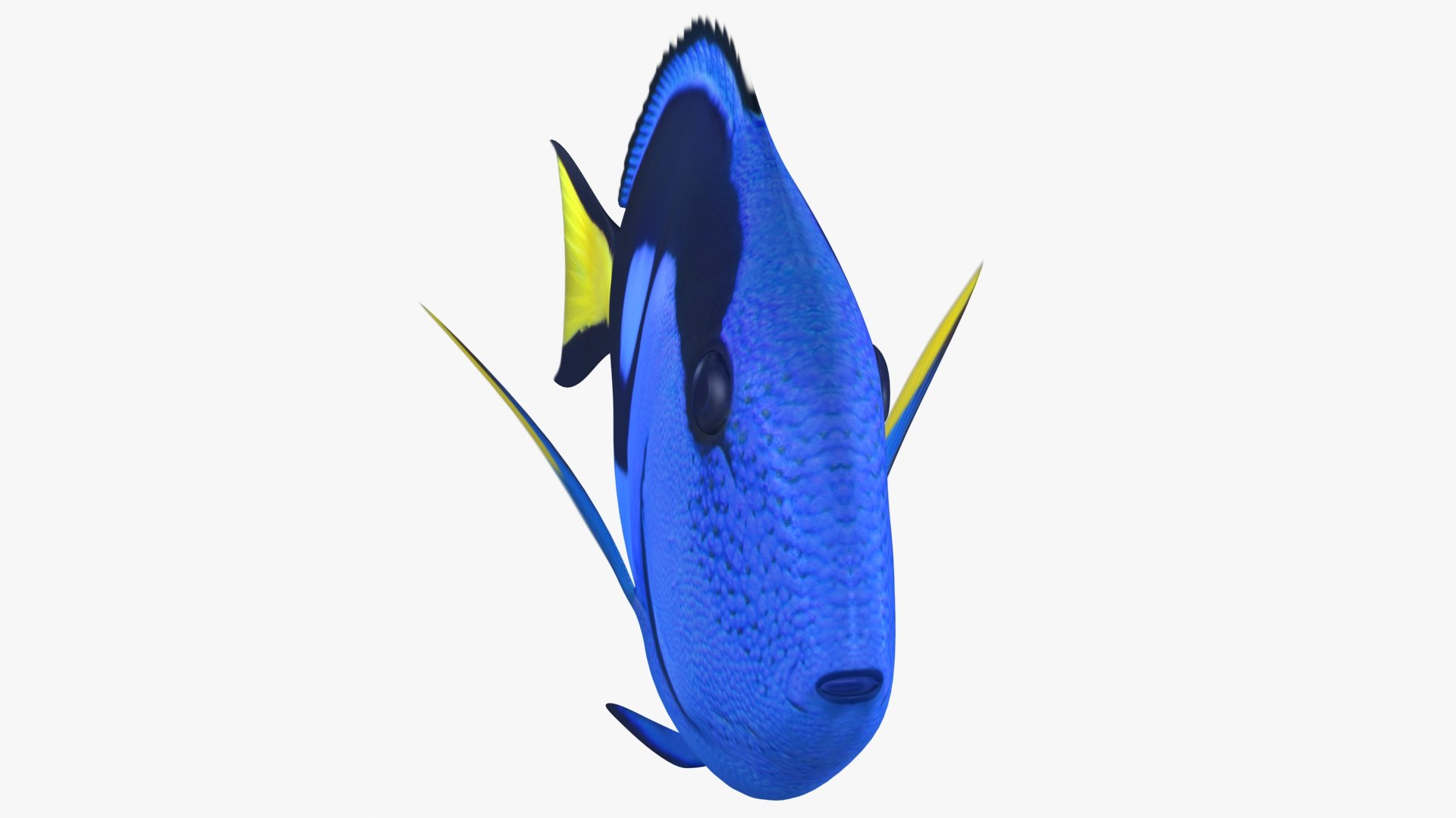 Blue Tang Animation 3D - TurboSquid 1503702