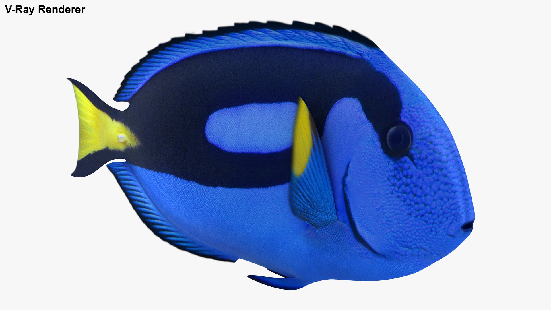 Blue Tang Animation 3D - TurboSquid 1503702