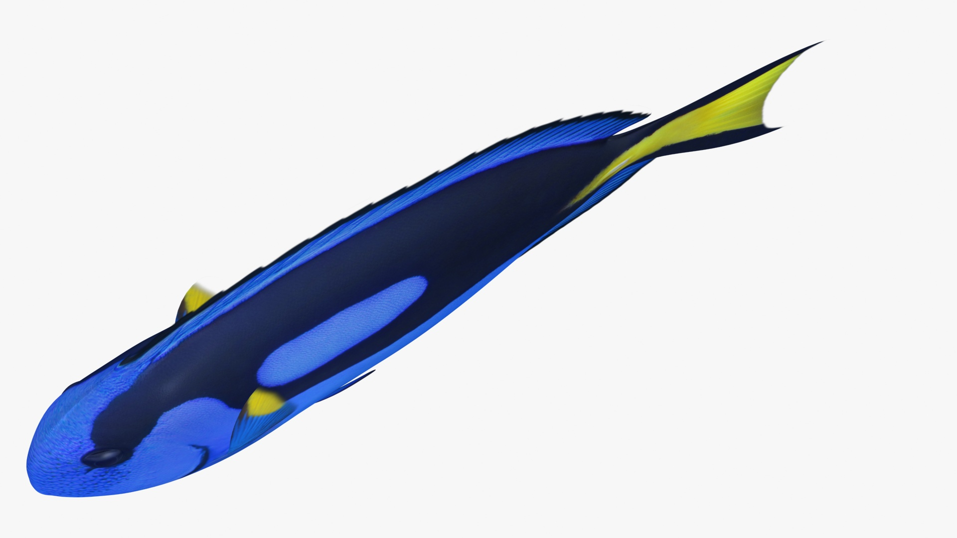 Blue Tang Animation 3D - TurboSquid 1503702