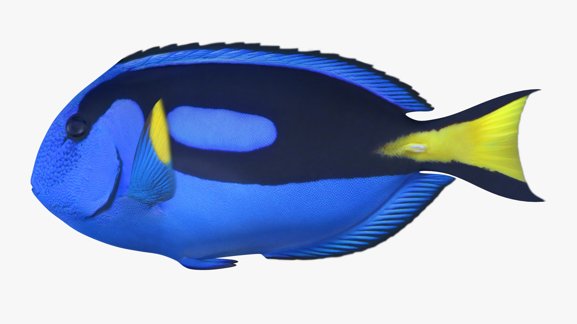 Blue Tang Animation 3D - TurboSquid 1503702