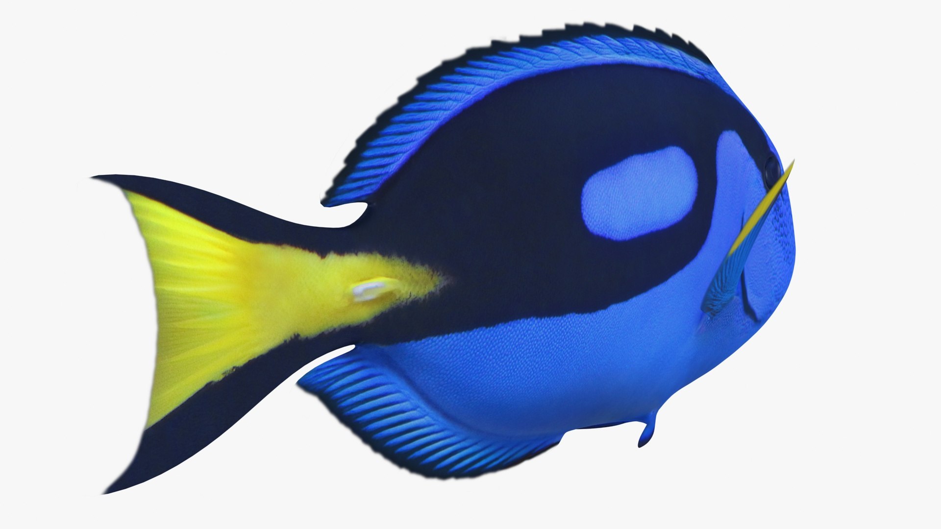 Blue Tang Animation 3D - TurboSquid 1503702