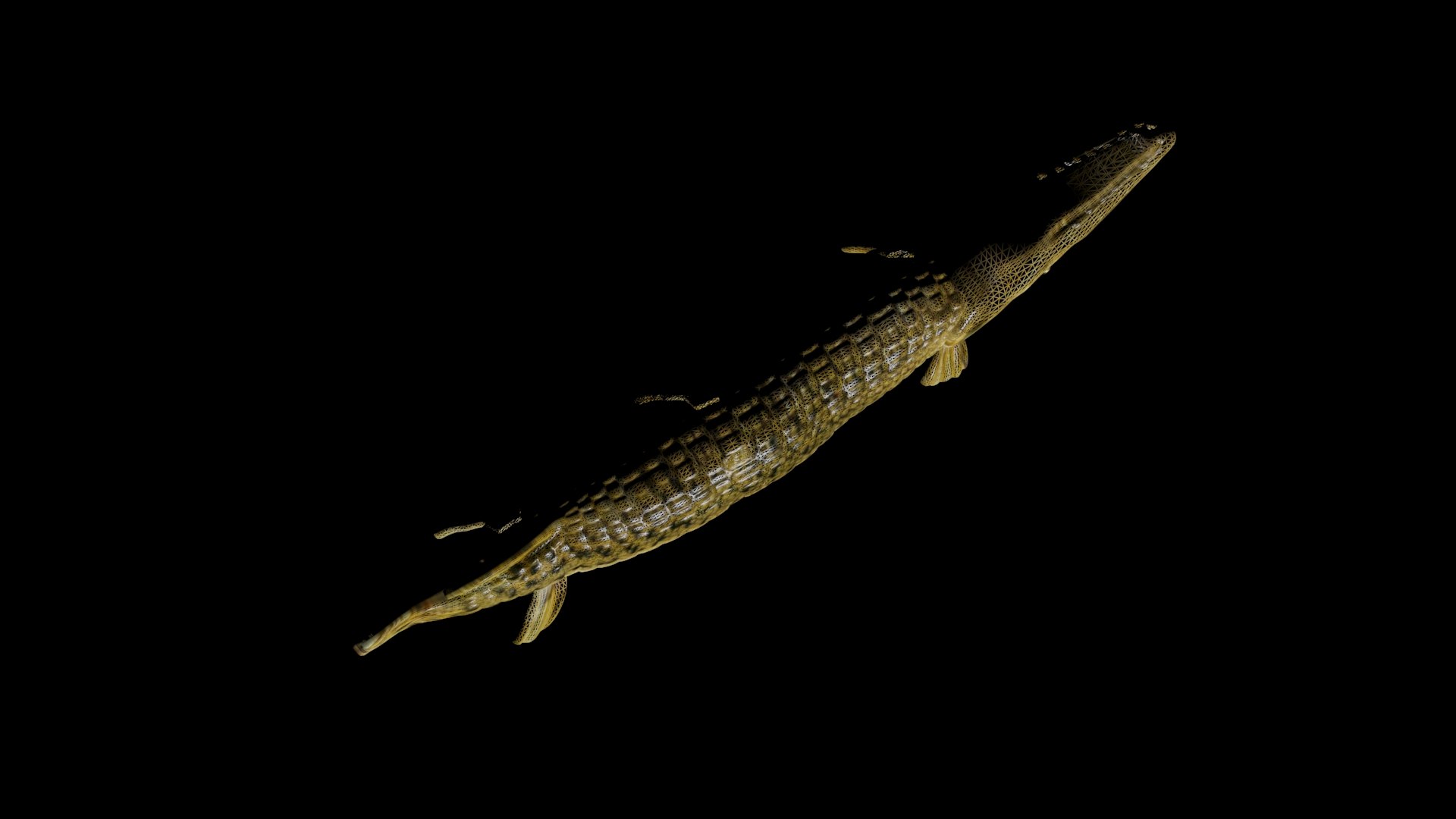 3d Alligator Gar Model