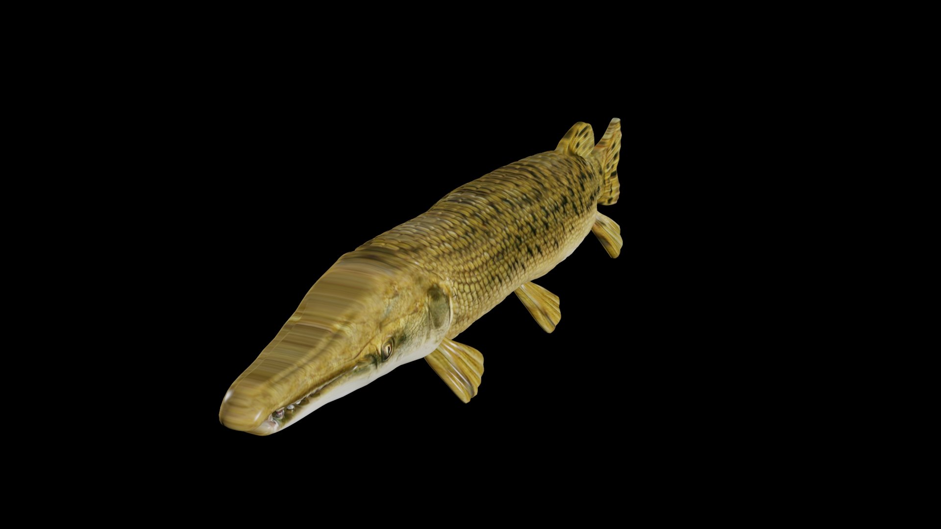 3d Alligator Gar Model