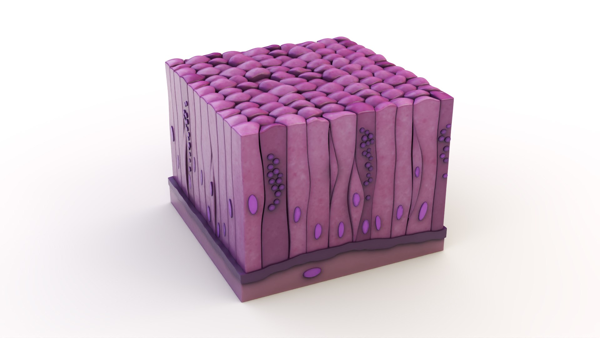 Glandular Epithelium 3D - TurboSquid 2235541