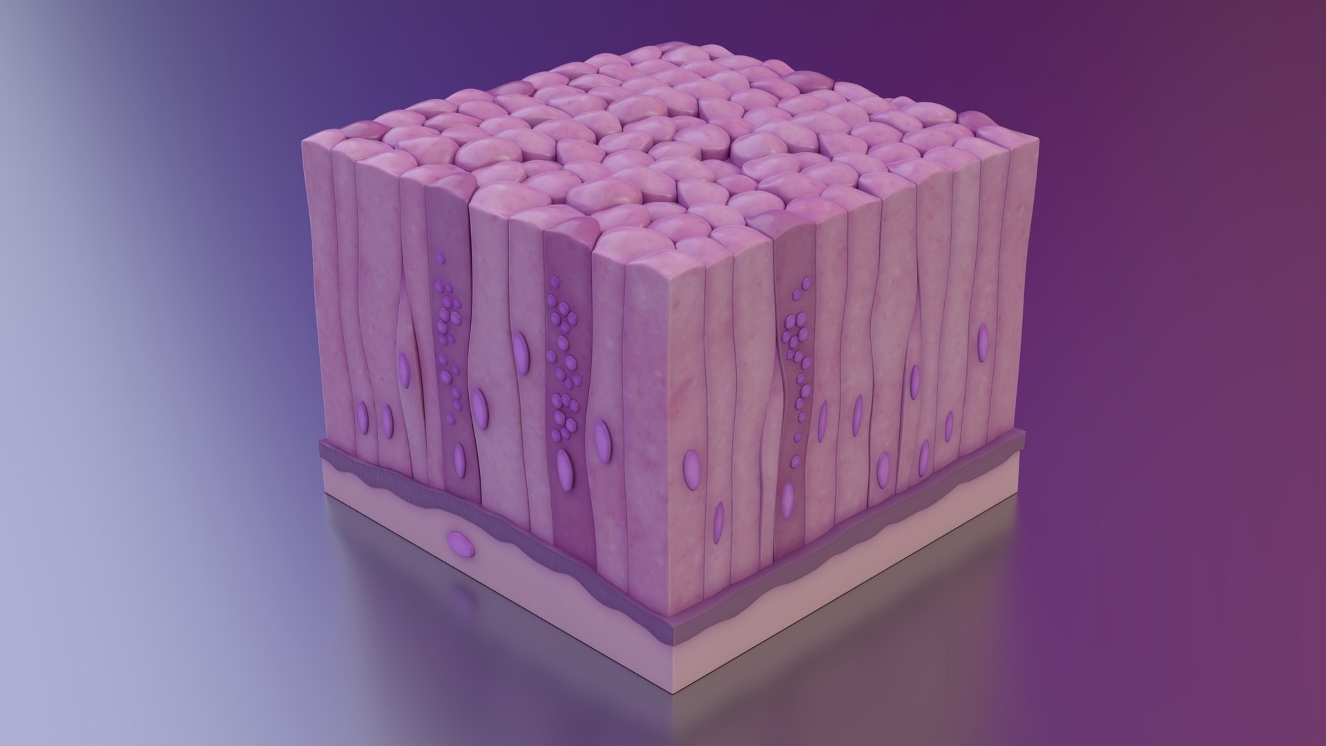 Glandular Epithelium 3D - TurboSquid 2235541