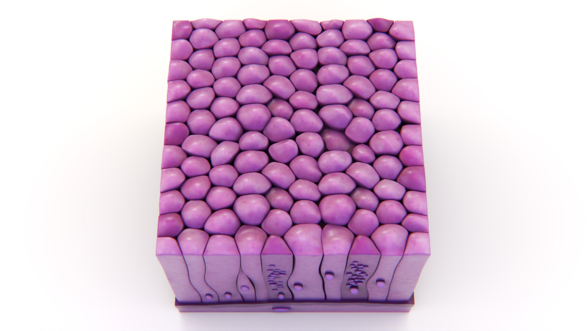 Glandular Epithelium 3D - TurboSquid 2235541