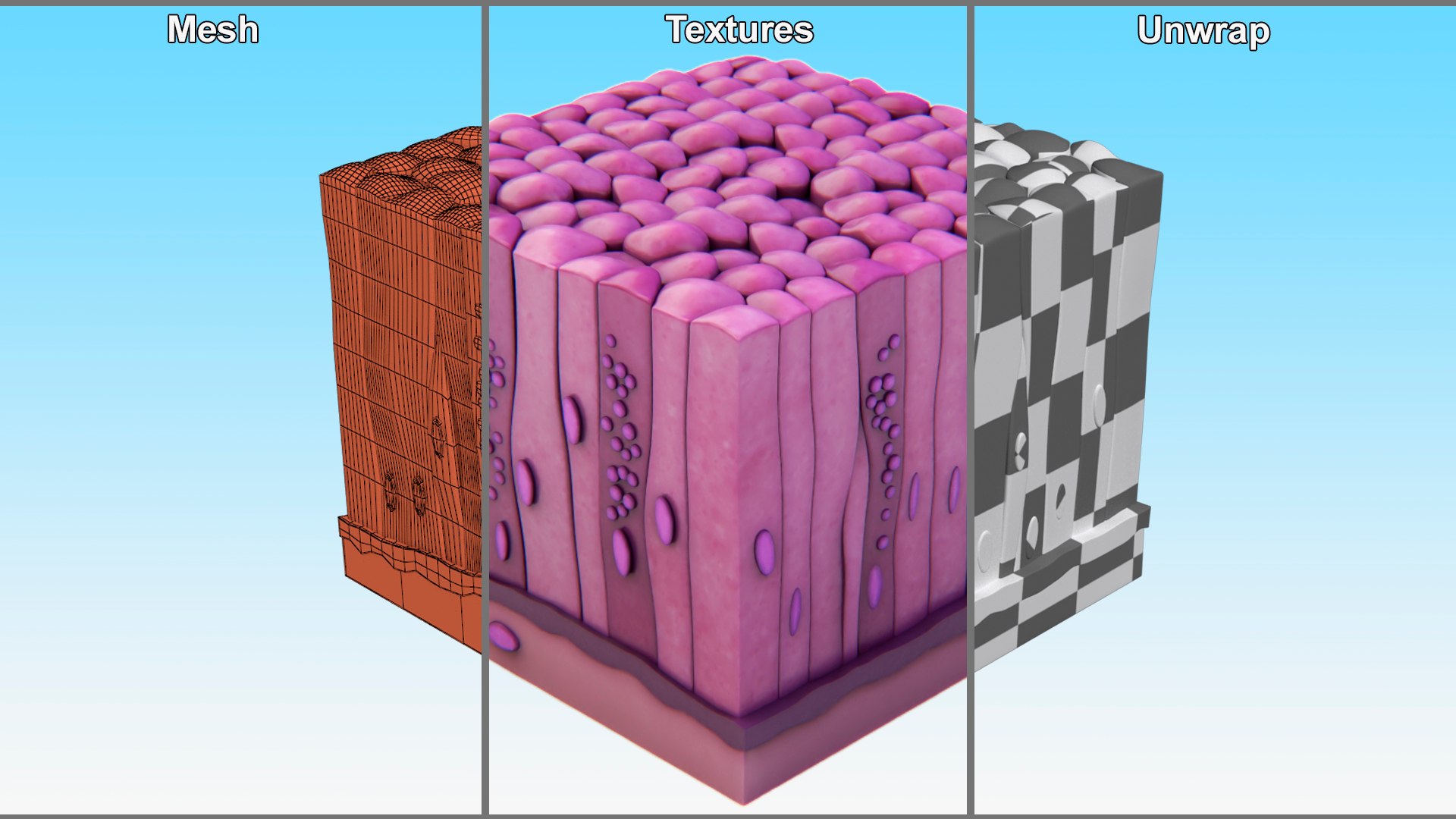 Glandular Epithelium 3D - TurboSquid 2235541