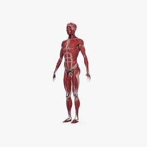 Muscular System Arm 3D Models for Download | TurboSquid