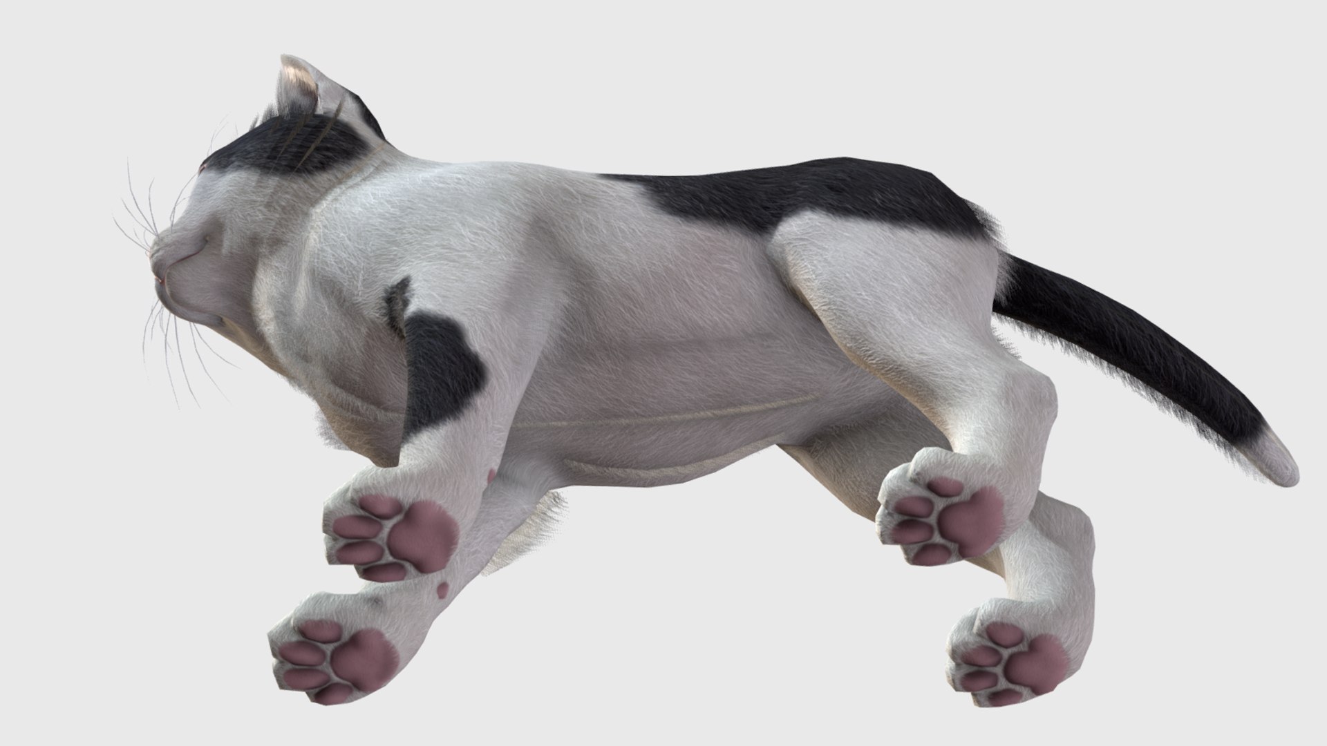 3D Kitten - Simple - TurboSquid 2095310