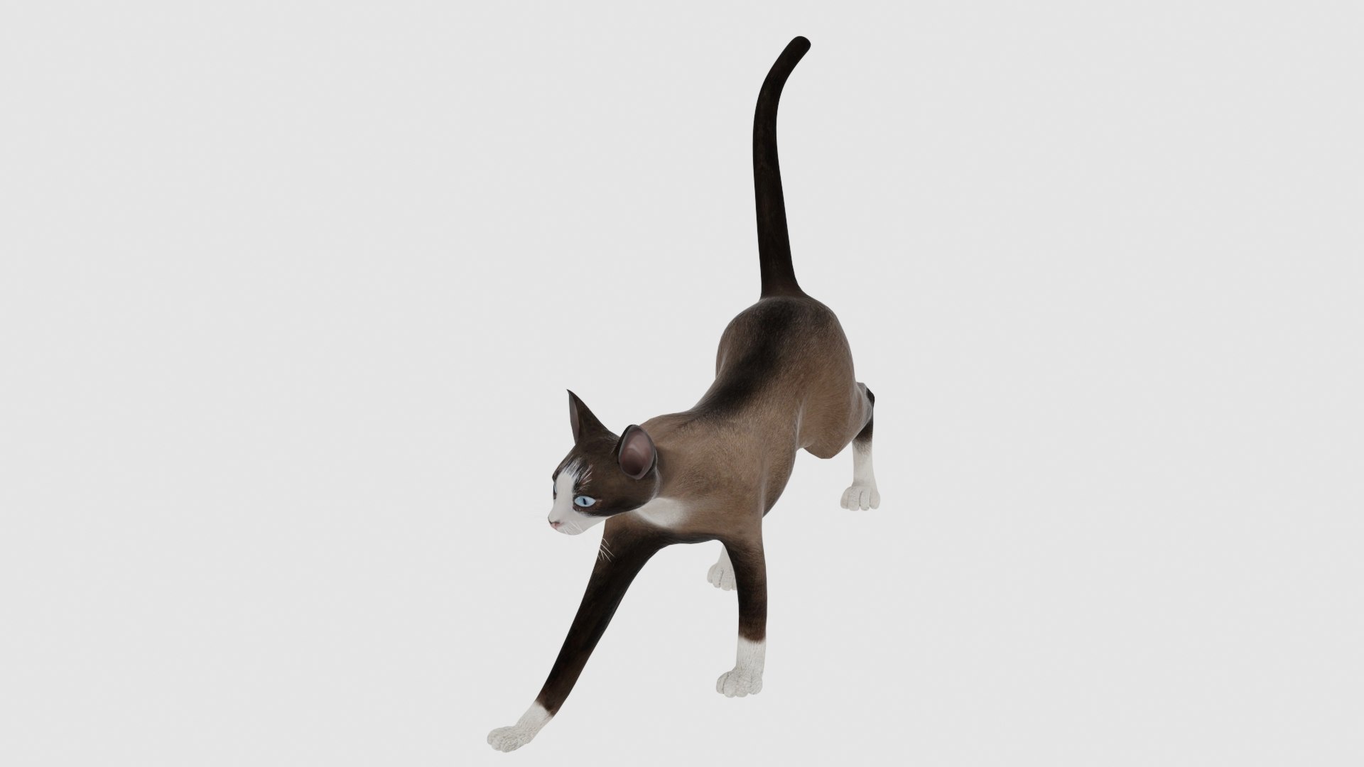 3D Model Brown Cat - TurboSquid 2079589